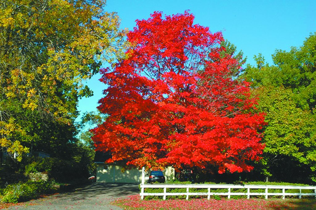 Yard and Garden: Enjoy Fall Colors of the Iowa Trees, Shrubs and ...